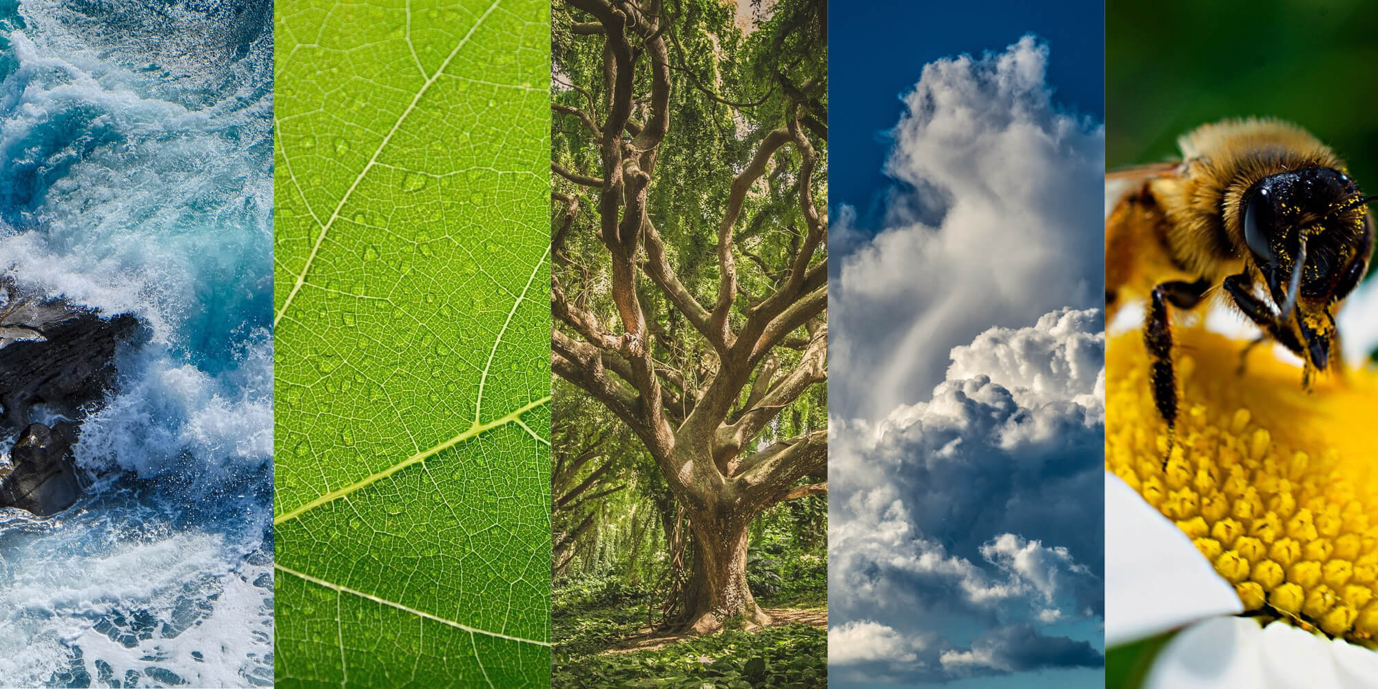 Peace with nature: laws for ecological resilience - Normandy Chair for ...